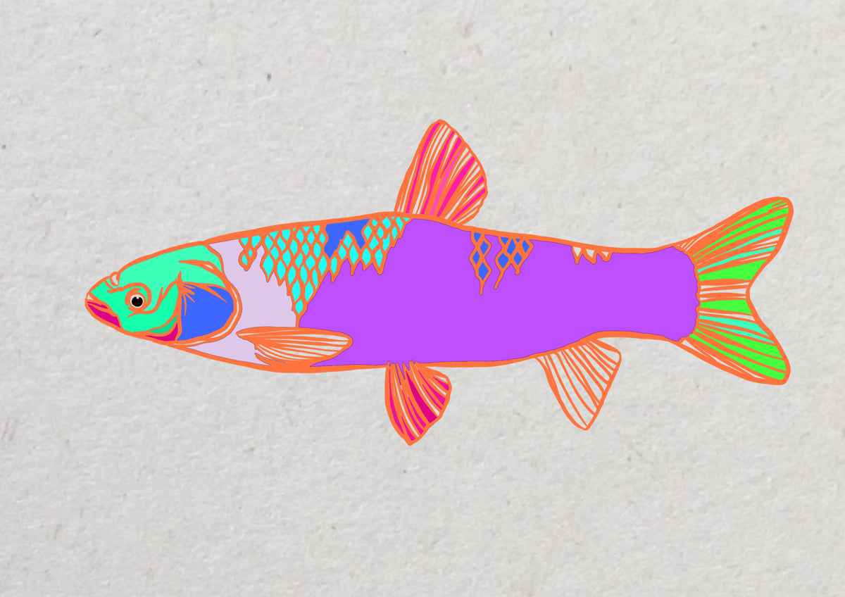 Vis 1 (per 5 stuks) | Kaarten Joeff | Wholesale